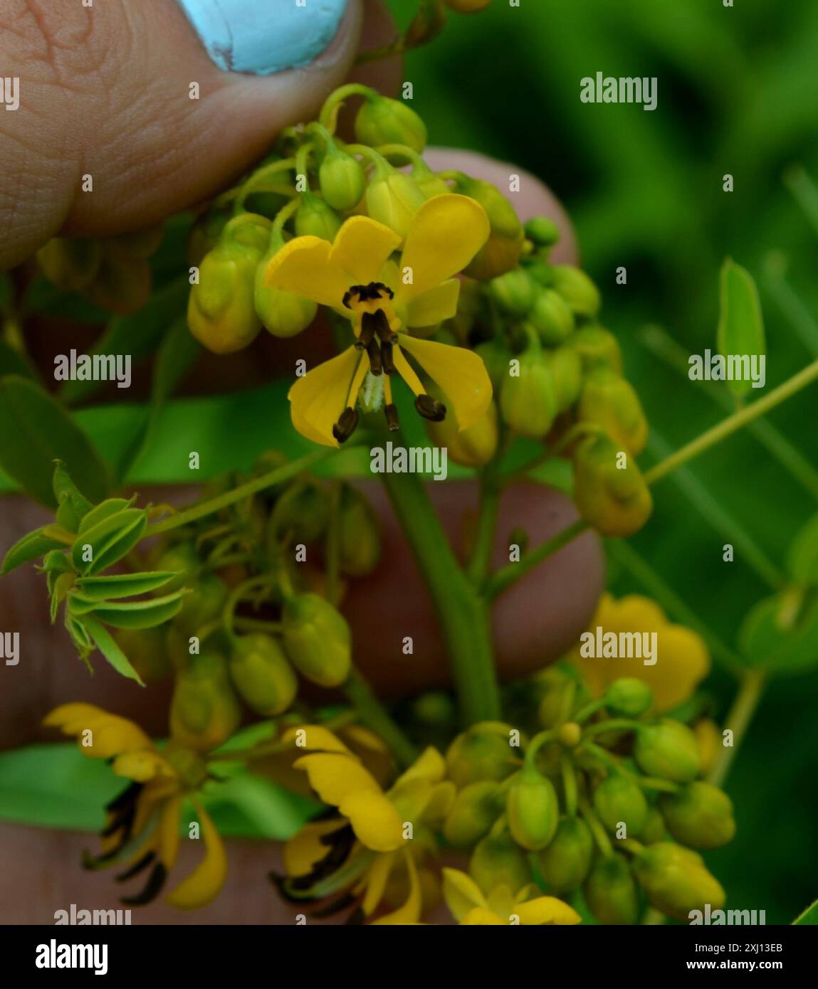American senna (Senna hebecarpa) Plantae Stock Photo - Alamy