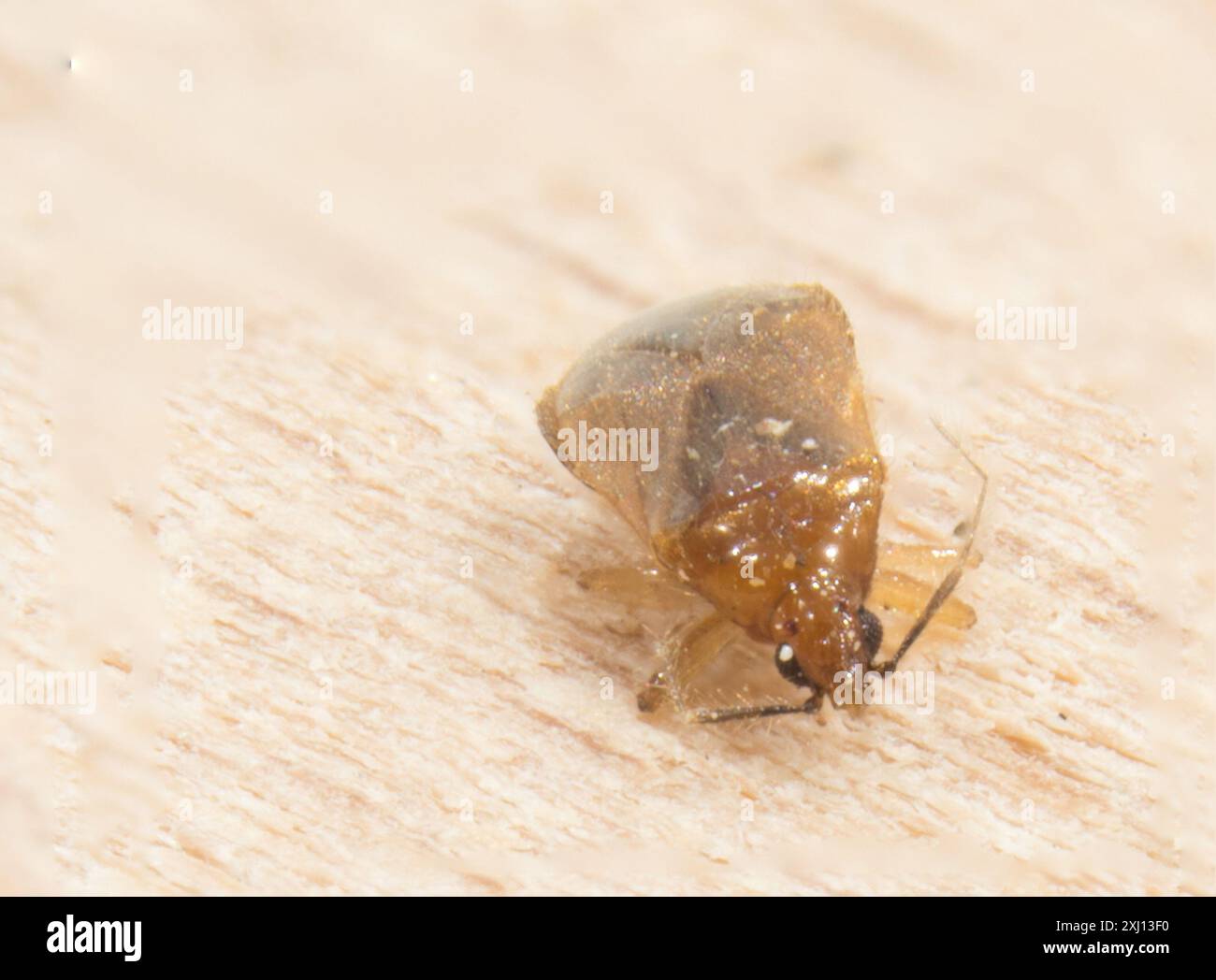 Minute pirate bugs (Anthocoridae) Insecta Stock Photo - Alamy