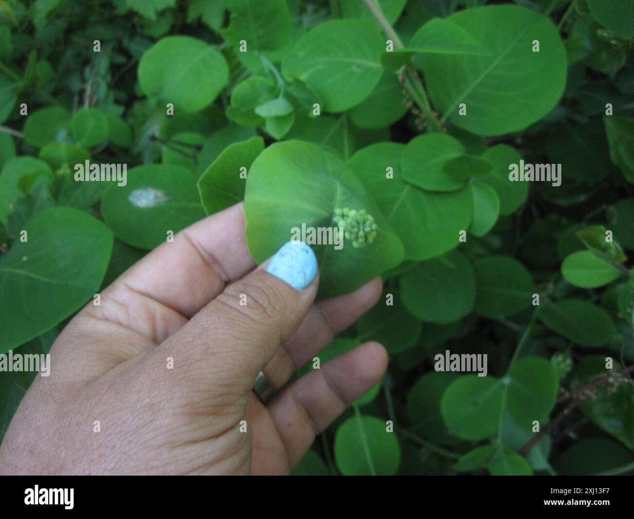 Grape Honeysuckle (Lonicera reticulata) Plantae Stock Photo - Alamy