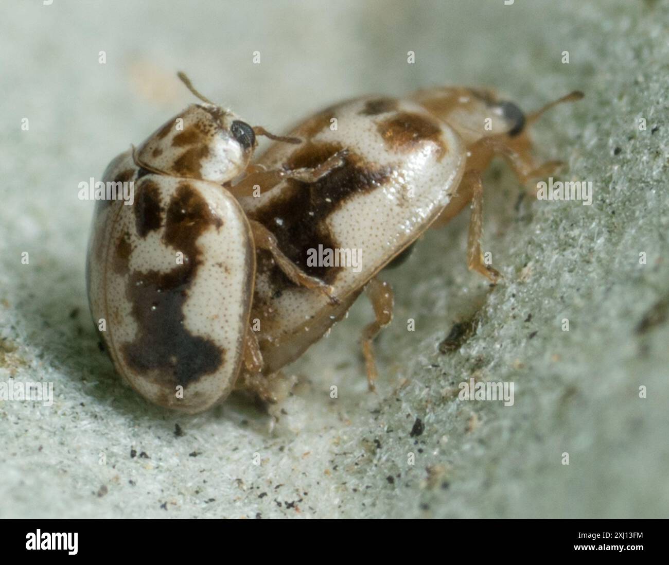 Kidney-spotted Fairy Lady Beetle (Psyllobora renifer) Insecta Stock ...