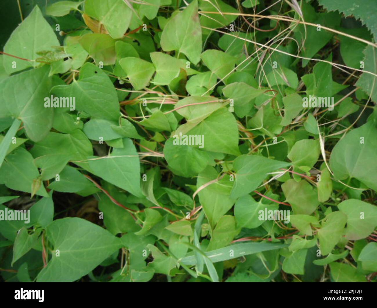 Black-bindweed (Fallopia convolvulus) Plantae Stock Photo - Alamy
