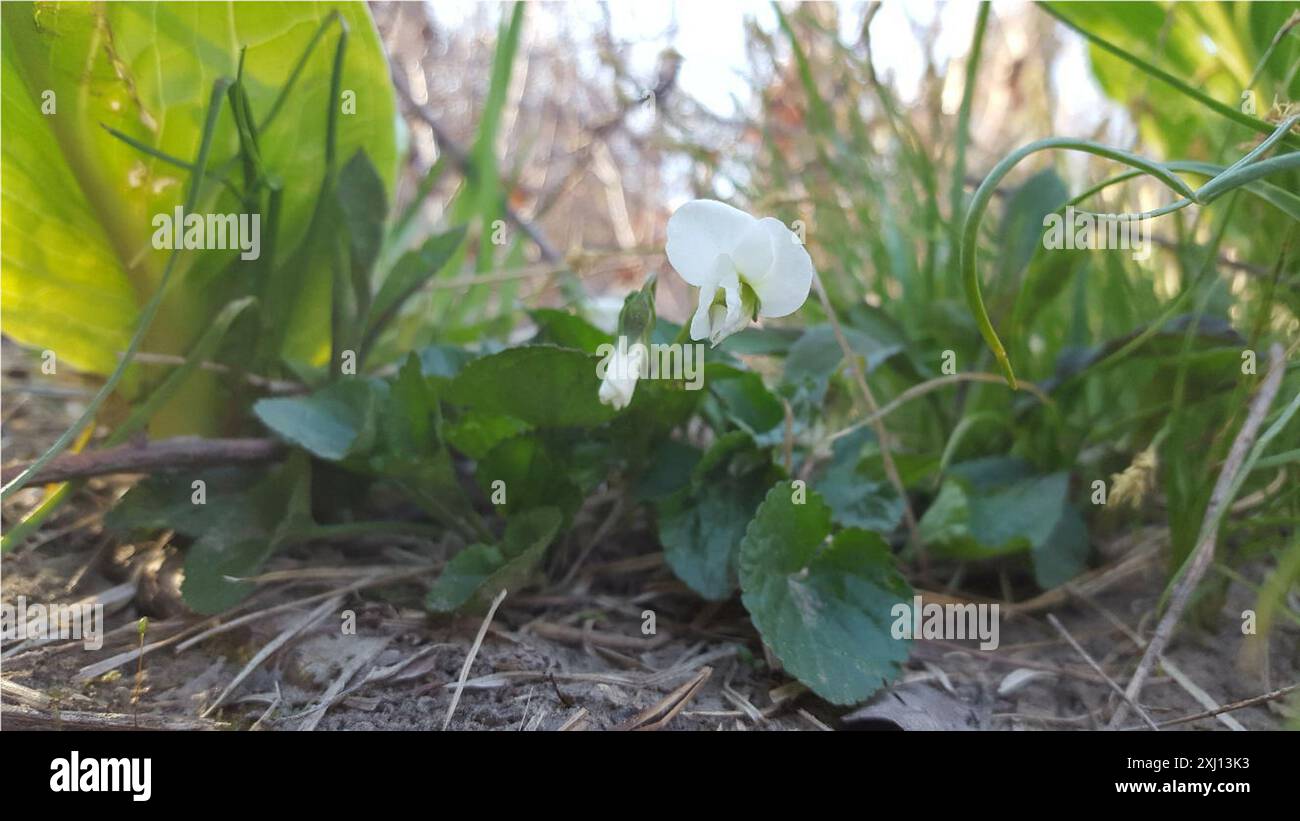 northern white violet (Viola minuscula) Plantae Stock Photo - Alamy