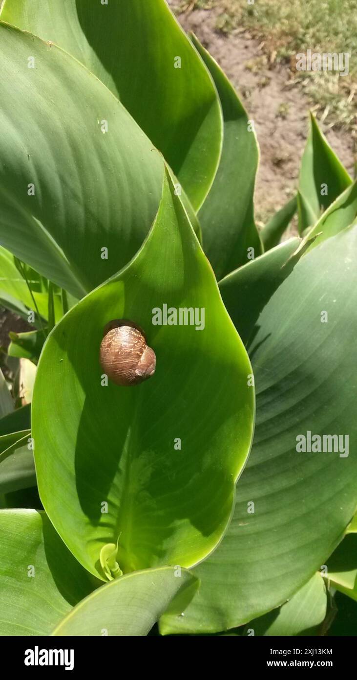Garden Snail (Cornu aspersum) Mollusca Stock Photo - Alamy
