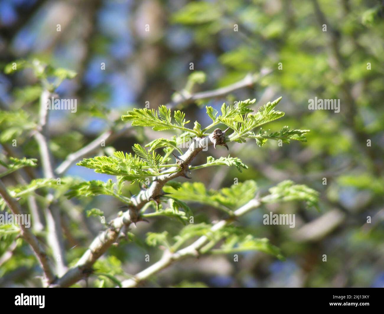 Bushy Three-Hooked Acacia (Senegalia senegal rostrata) Plantae Stock ...