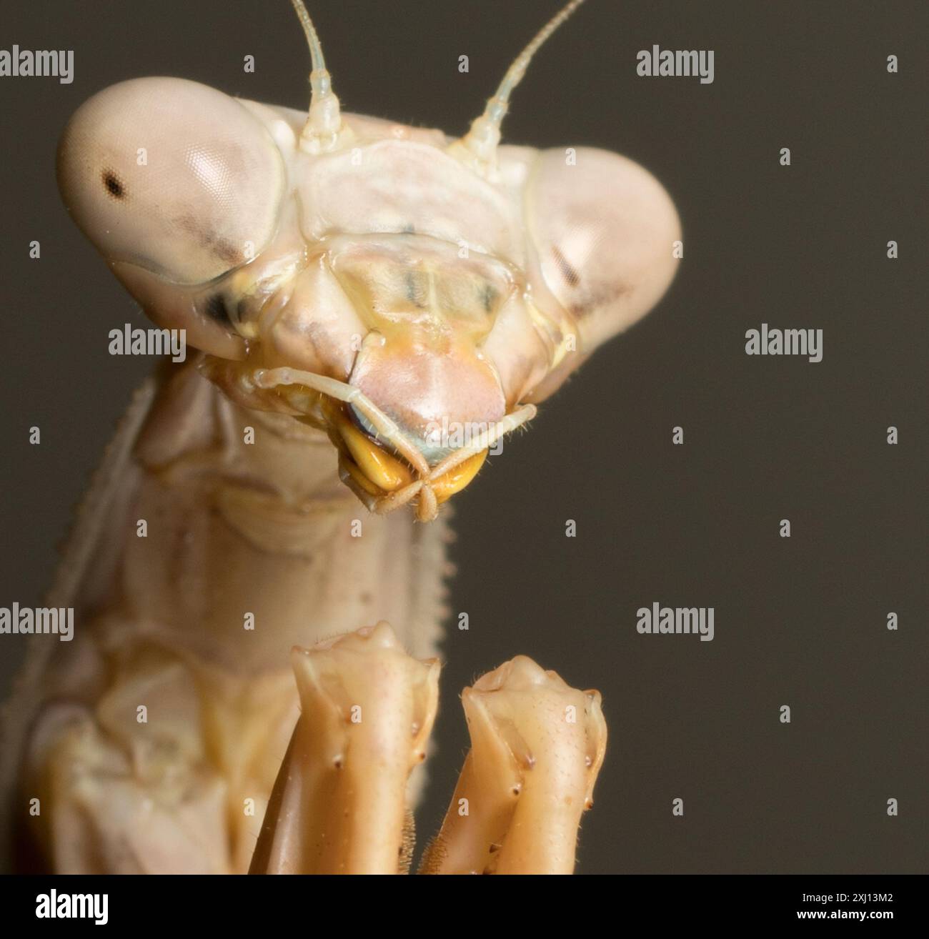 Arizona Mantis (Stagmomantis limbata) Insecta Stock Photo - Alamy