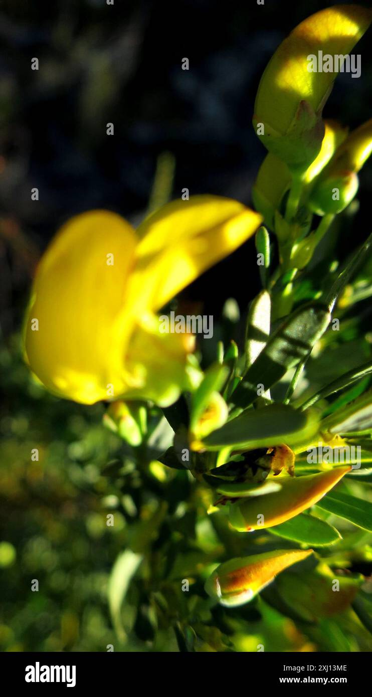 Vlei Honeybush (Cyclopia subternata) Plantae Stock Photo - Alamy