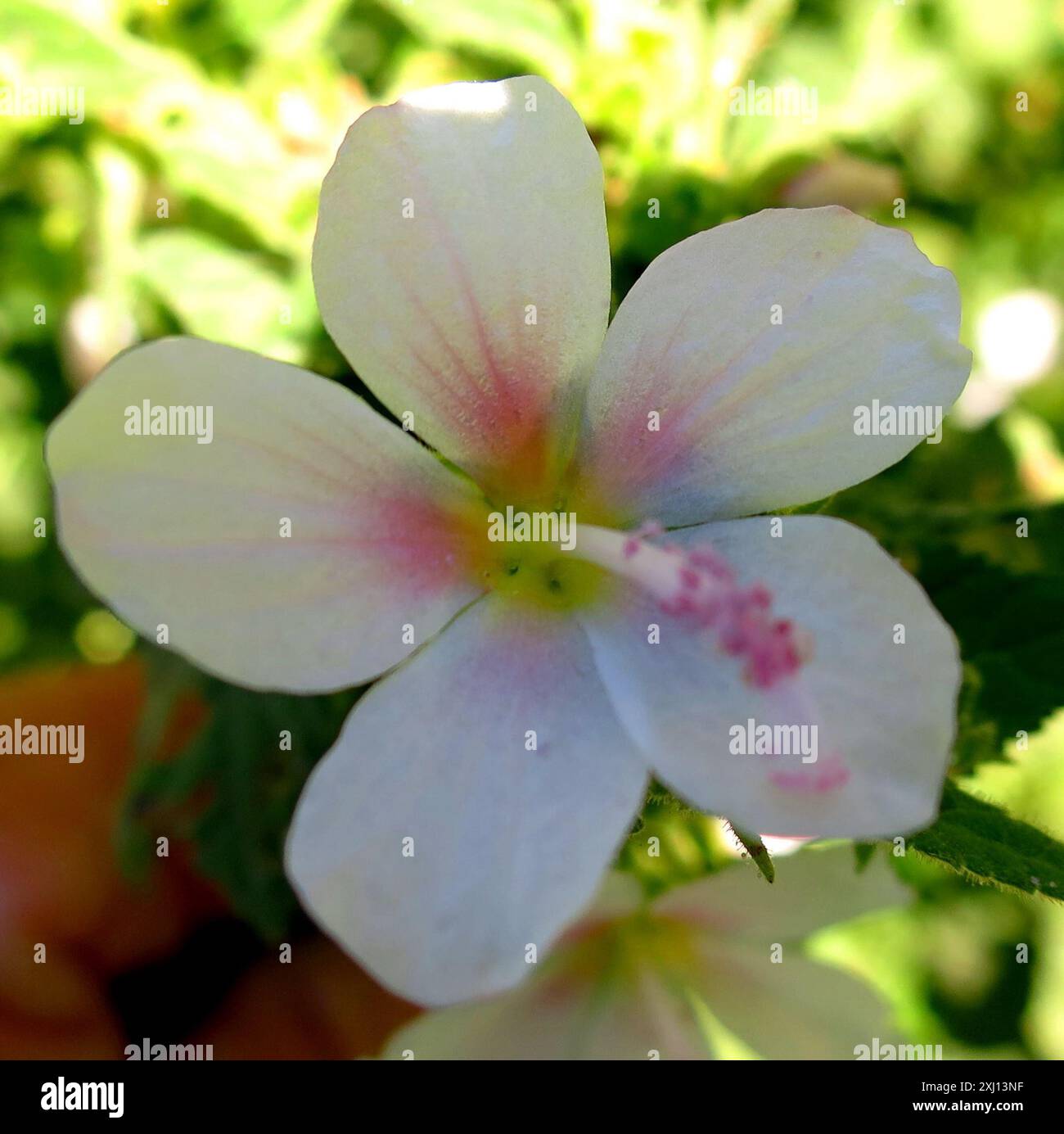Pink Swampmallow (Pavonia columella) Plantae Stock Photo - Alamy