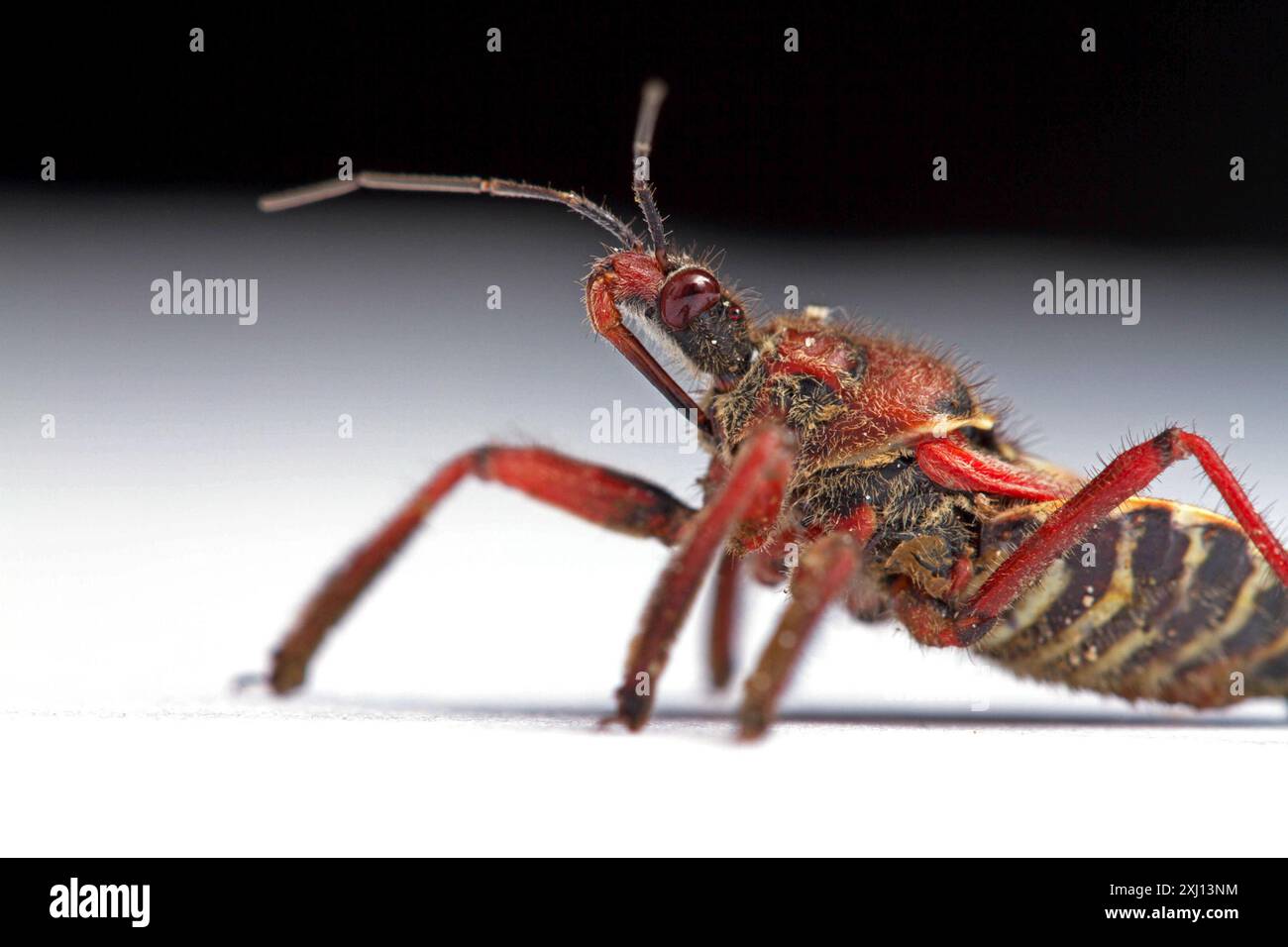 Plains Bee Assassin (Apiomerus spissipes) Insecta Stock Photo - Alamy