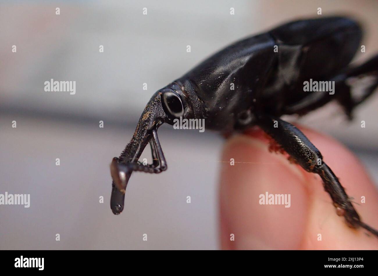 South American Palm Weevil (Rhynchophorus palmarum) Insecta Stock Photo ...