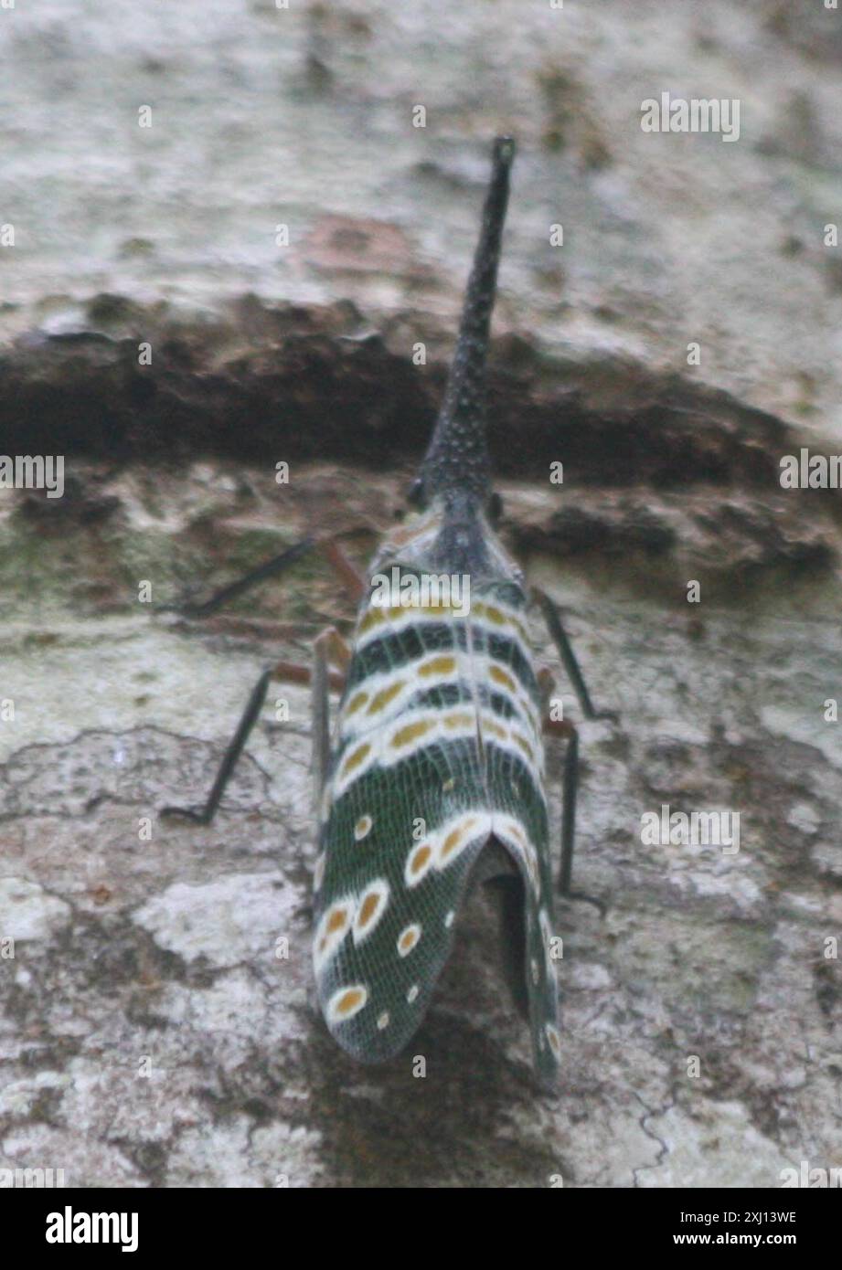 Dark-horned Lanternfly (Pyrops spinolae) Insecta Stock Photo - Alamy