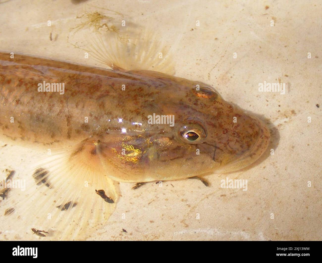 African Freshwater Goby (Awaous aeneofuscus) Actinopterygii Stock Photo ...