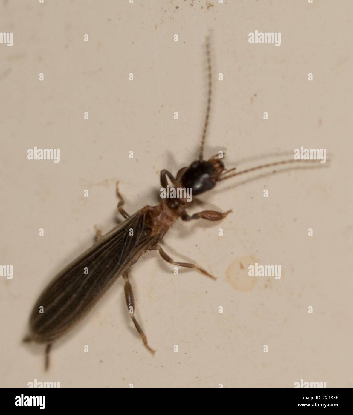 Webspinners (Embioptera) Insecta Stock Photo - Alamy