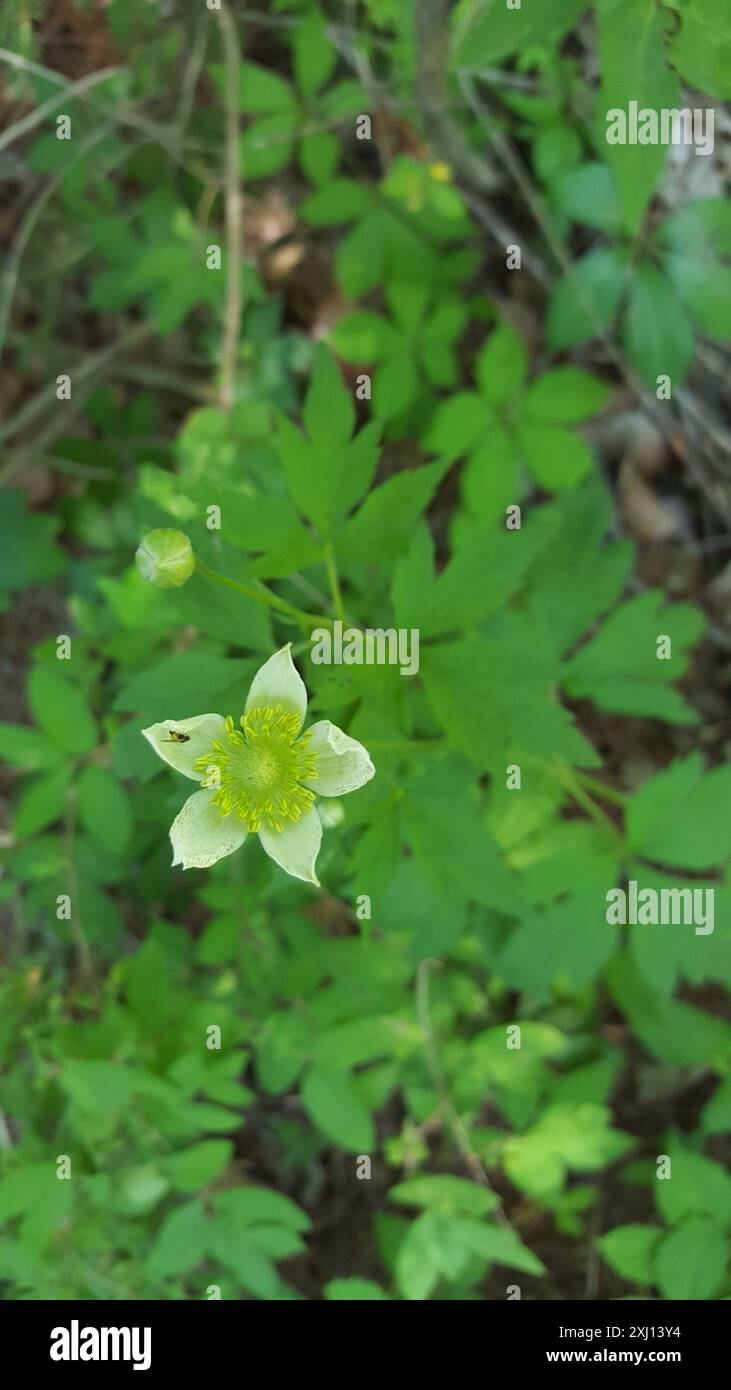 tall thimbleweed (Anemone virginiana) Plantae Stock Photo - Alamy
