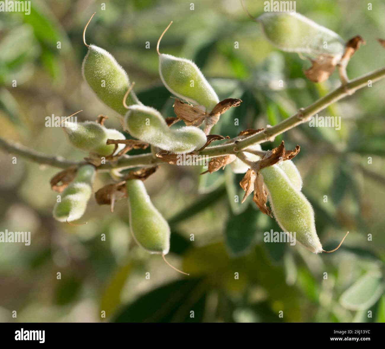 longleaf bush lupine (Lupinus longifolius) Plantae Stock Photo - Alamy