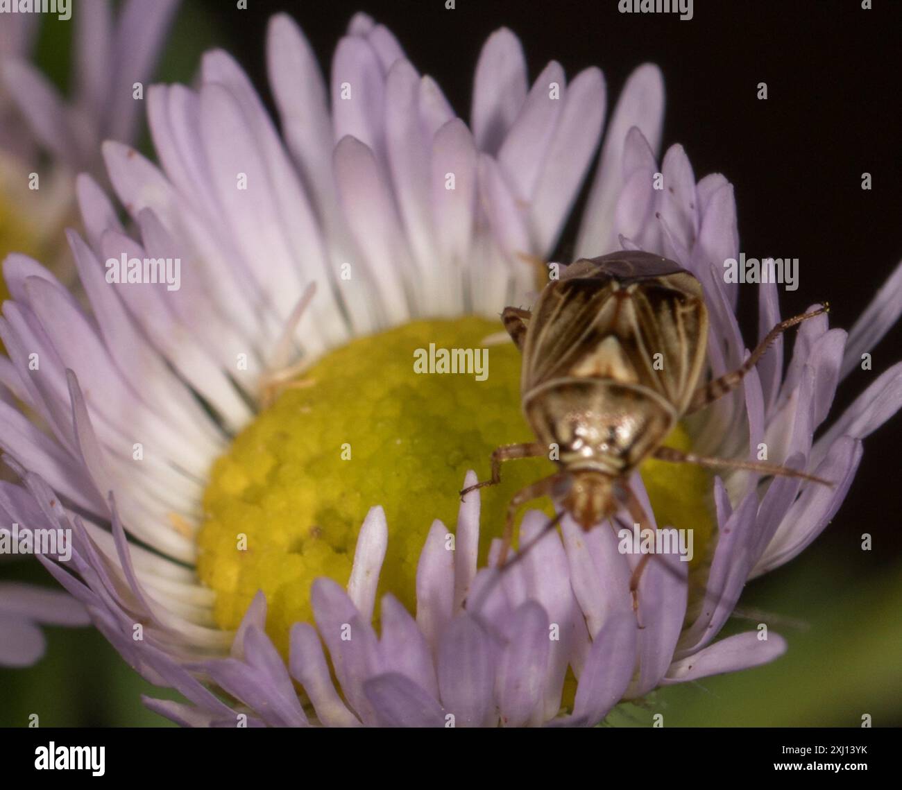 North American Tarnished Plant Bug (Lygus lineolaris) Insecta Stock ...