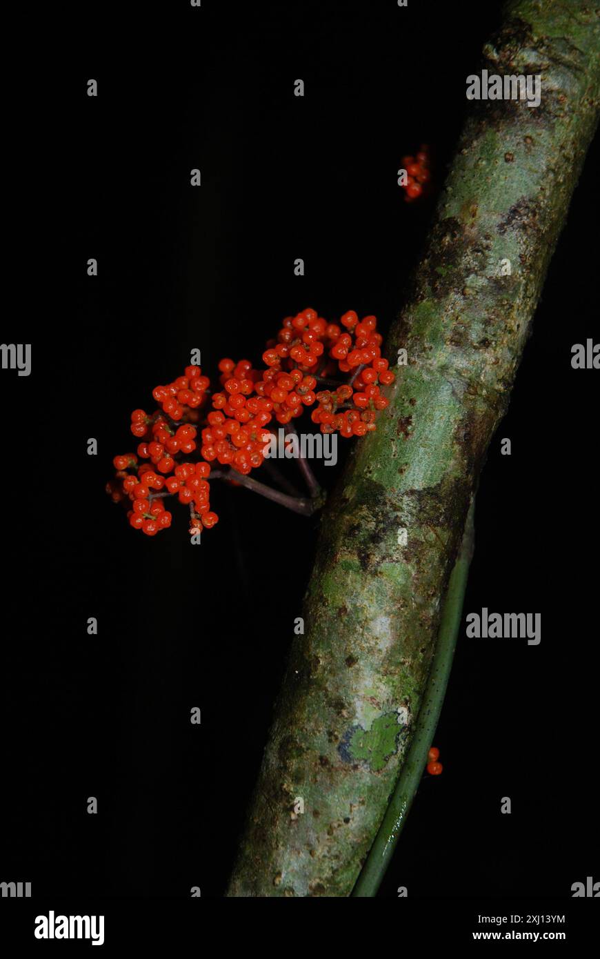 (Urera simplex) Plantae Stock Photo - Alamy