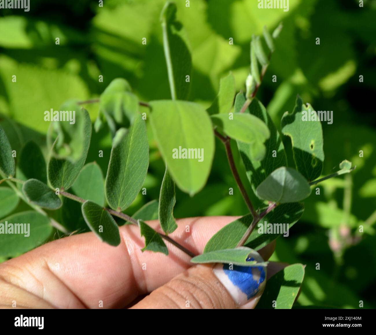 veiny pea (Lathyrus venosus) Plantae Stock Photo - Alamy