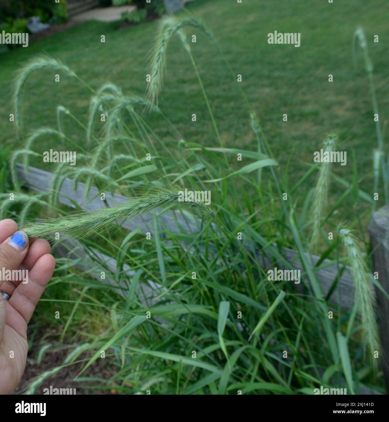 Canada wild rye (Elymus canadensis) Plantae Stock Photo - Alamy
