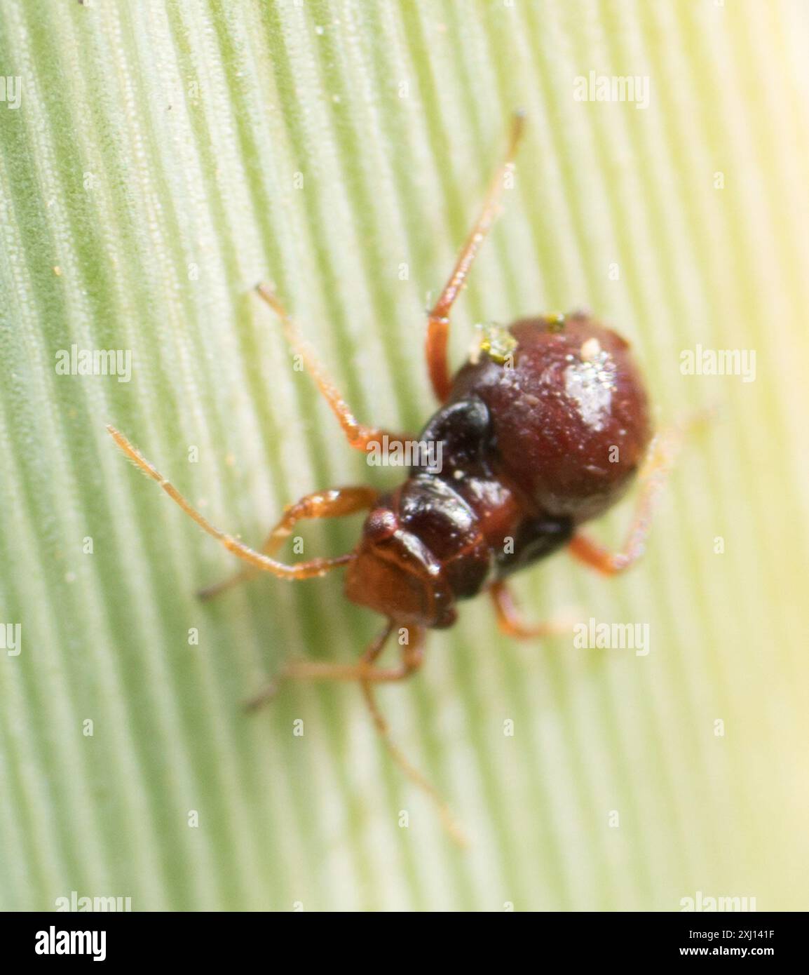 Yucca Plant Bug (Halticotoma valida) Insecta Stock Photo - Alamy