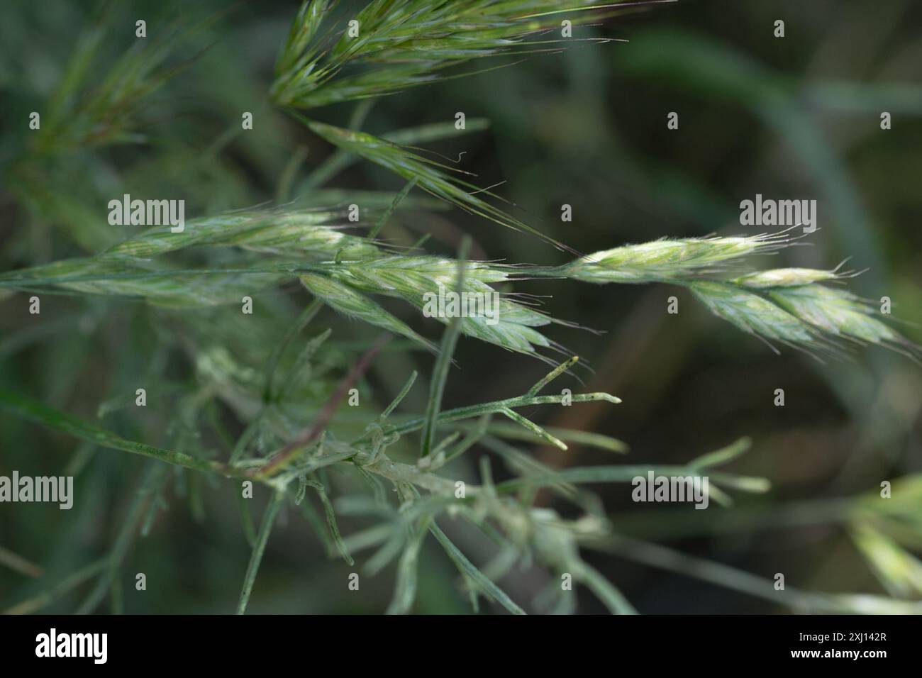 common soft brome (Bromus hordeaceus) Plantae Stock Photo - Alamy