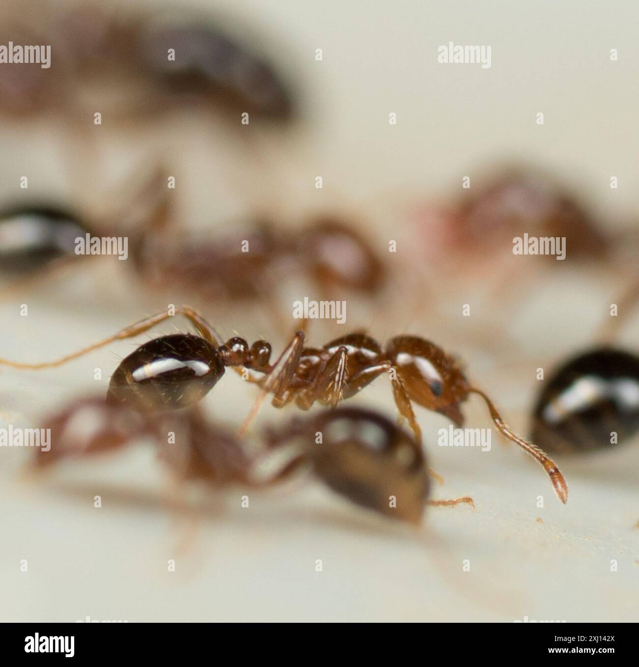 Red Imported Fire Ant (Solenopsis invicta) Insecta Stock Photo - Alamy