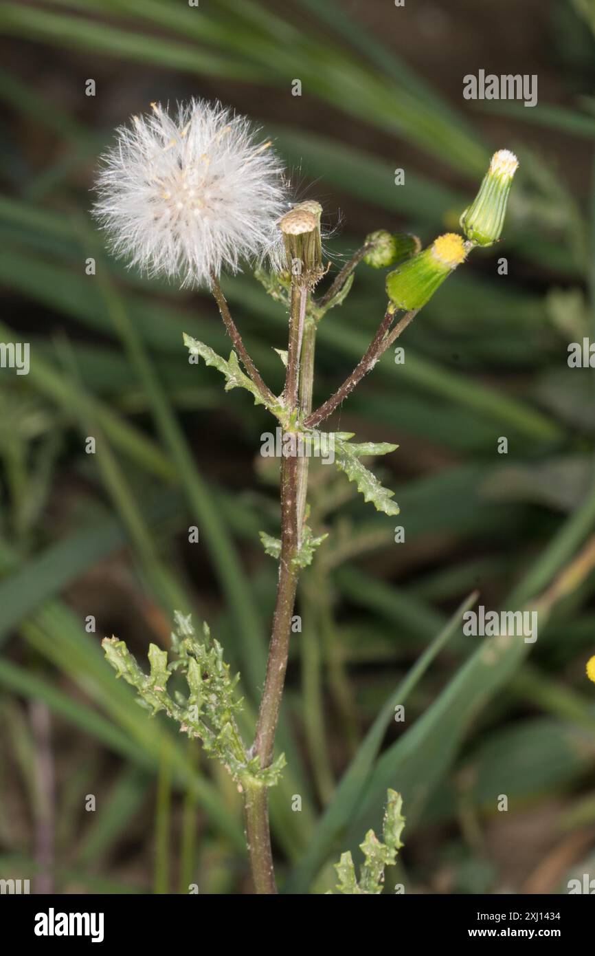 common groundsel (Senecio vulgaris) Plantae Stock Photo - Alamy
