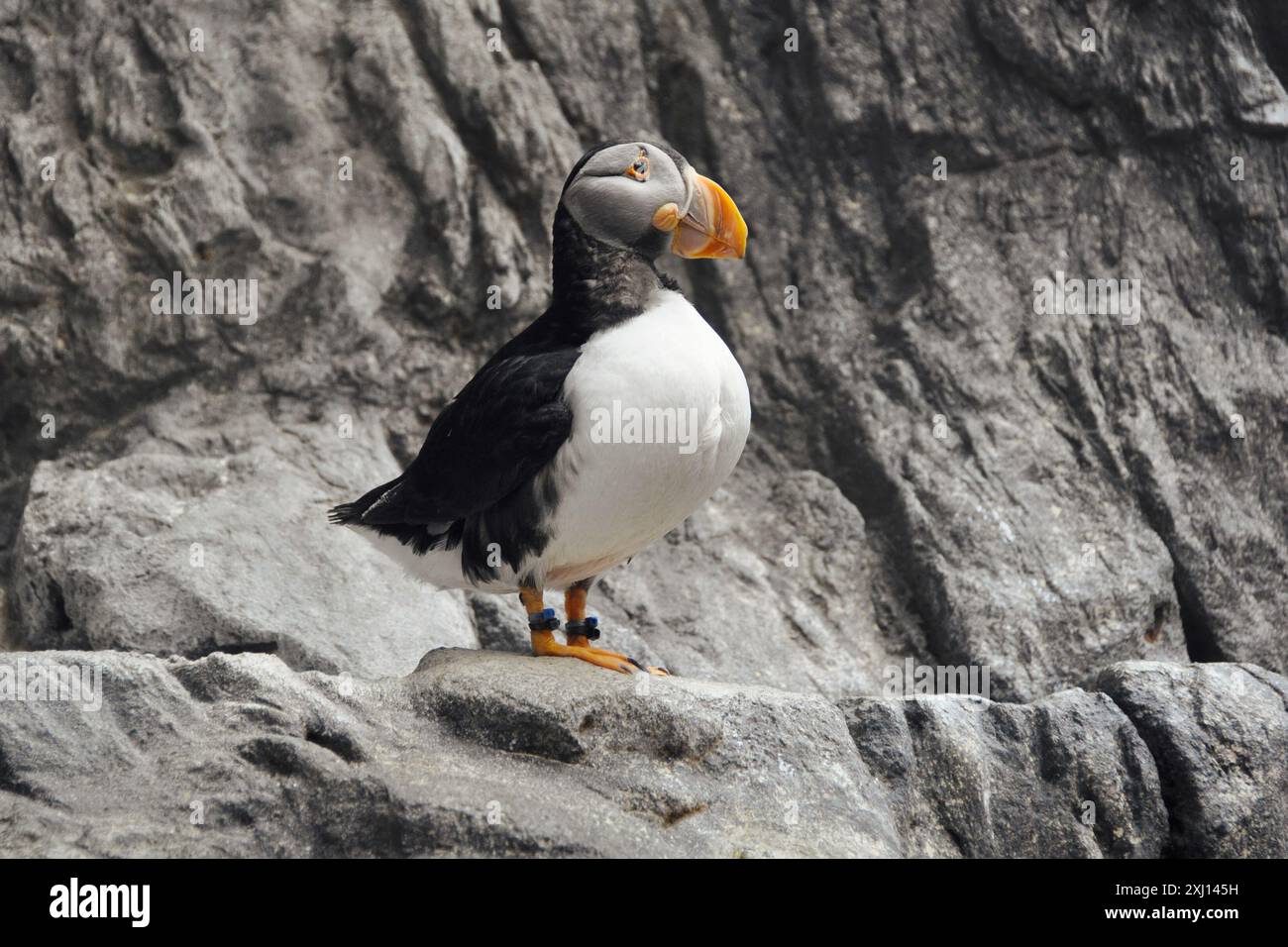 Atlantic puffin on a grey rock. Northern seabird in oceanarium Stock ...