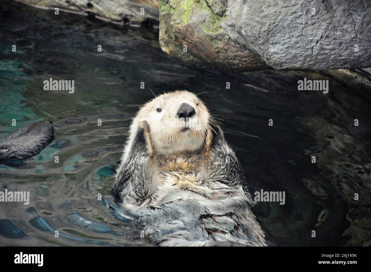 Otter rock marine reserve hi-res stock photography and images - Alamy