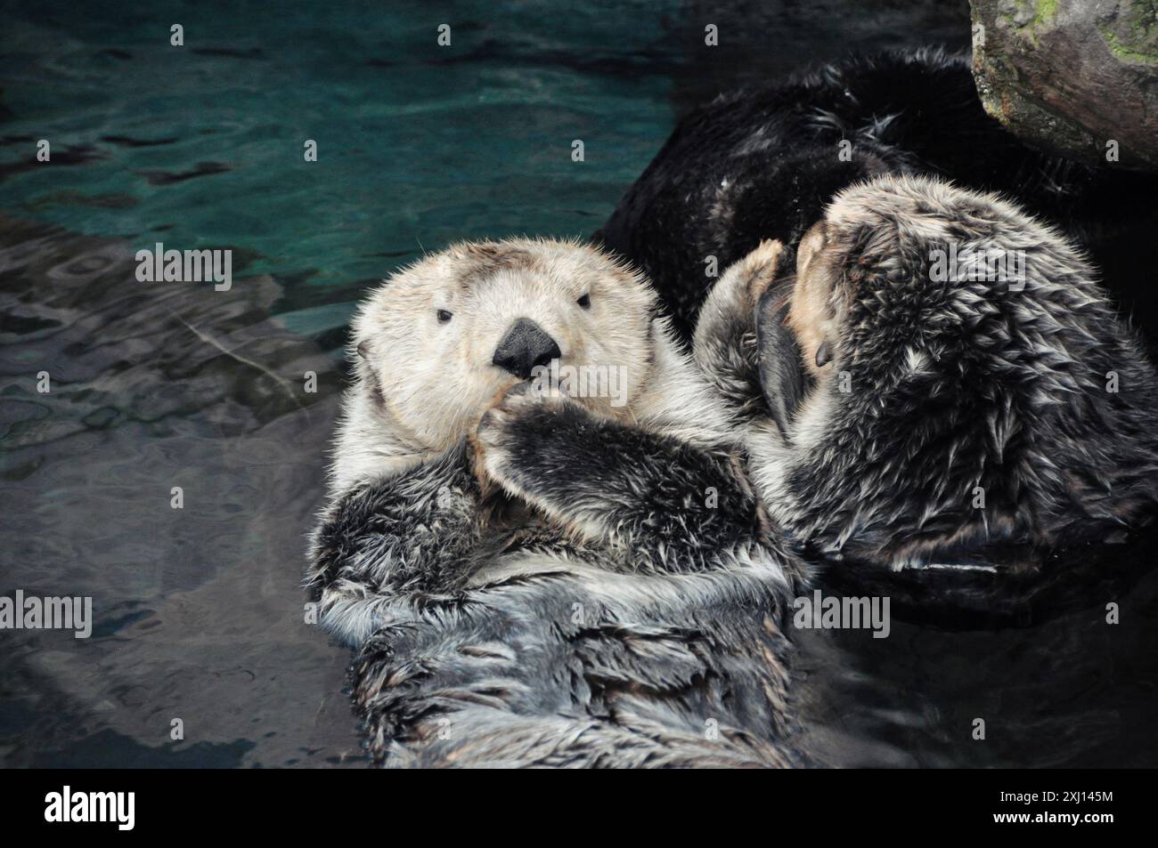 Two sea otters swimming hi-res stock photography and images - Alamy
