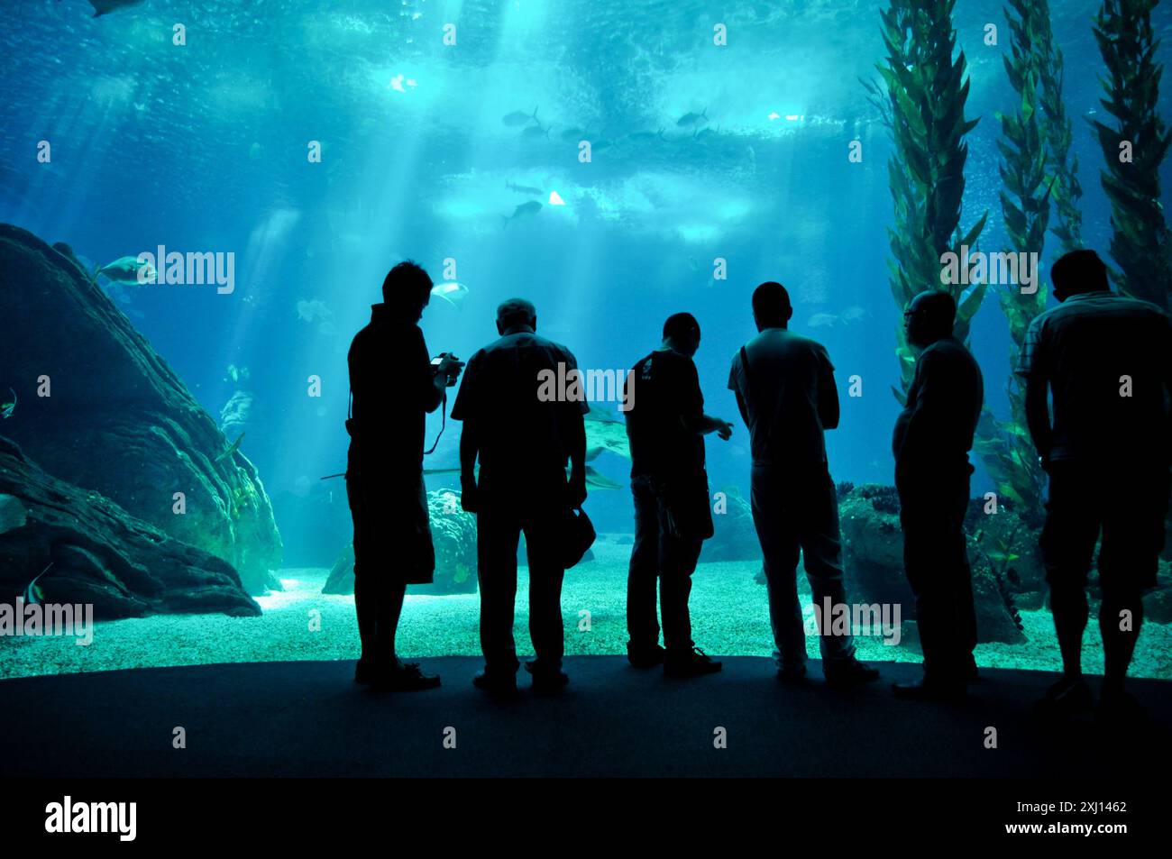 People silhouettes in Oceanarium. Six dark figures of people watching ...