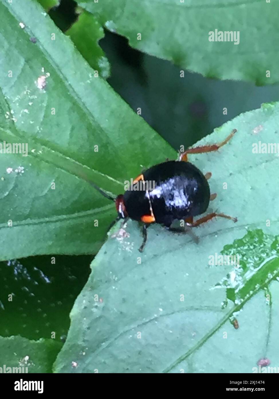 Hemithyrsocera palliata hi-res stock photography and images - Alamy