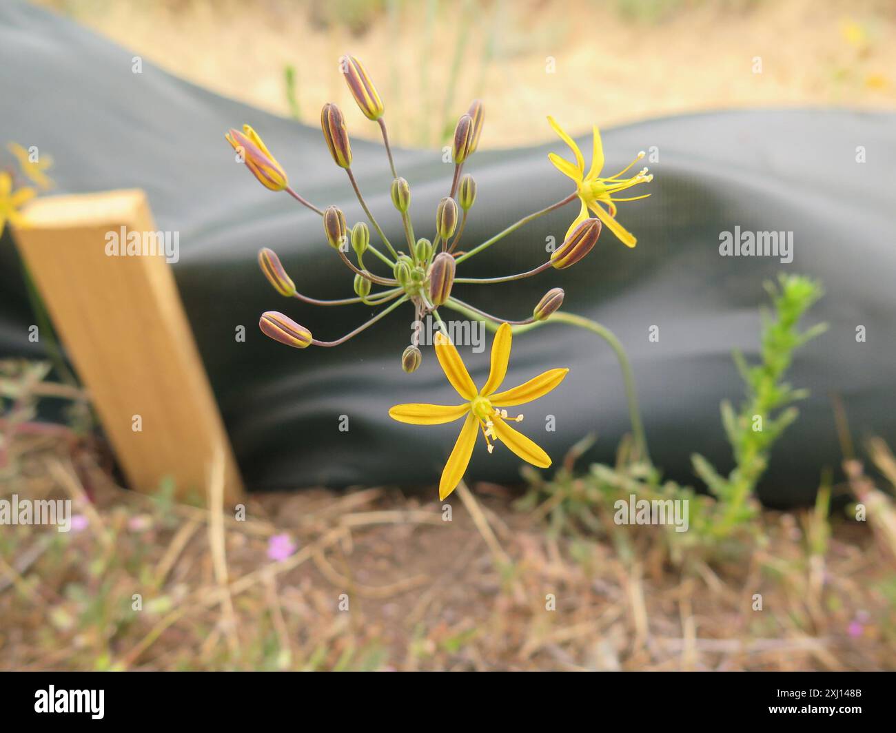 Goldenstar bloomeria crocea hi-res stock photography and images - Alamy