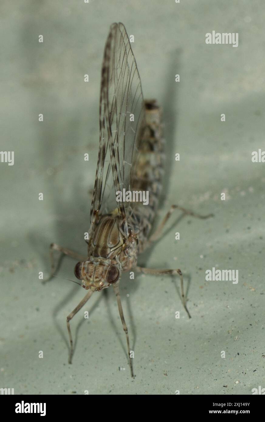 Speckled Dun (Callibaetis pictus) Insecta Stock Photo - Alamy