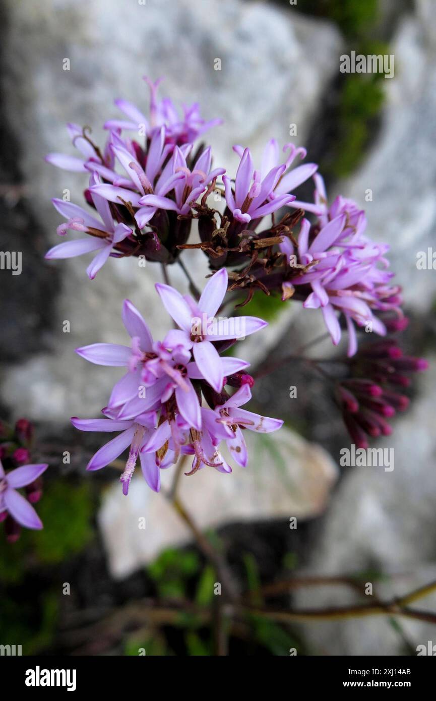 Broad Smooth Plampers (Corymbium glabrum glabrum) Plantae Stock Photo ...