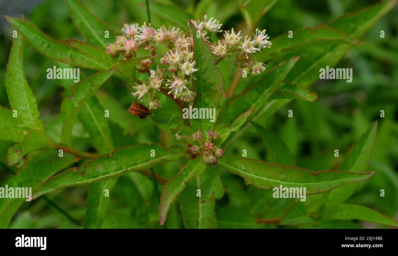 ditch stonecrop (Penthorum sedoides) Plantae Stock Photo - Alamy