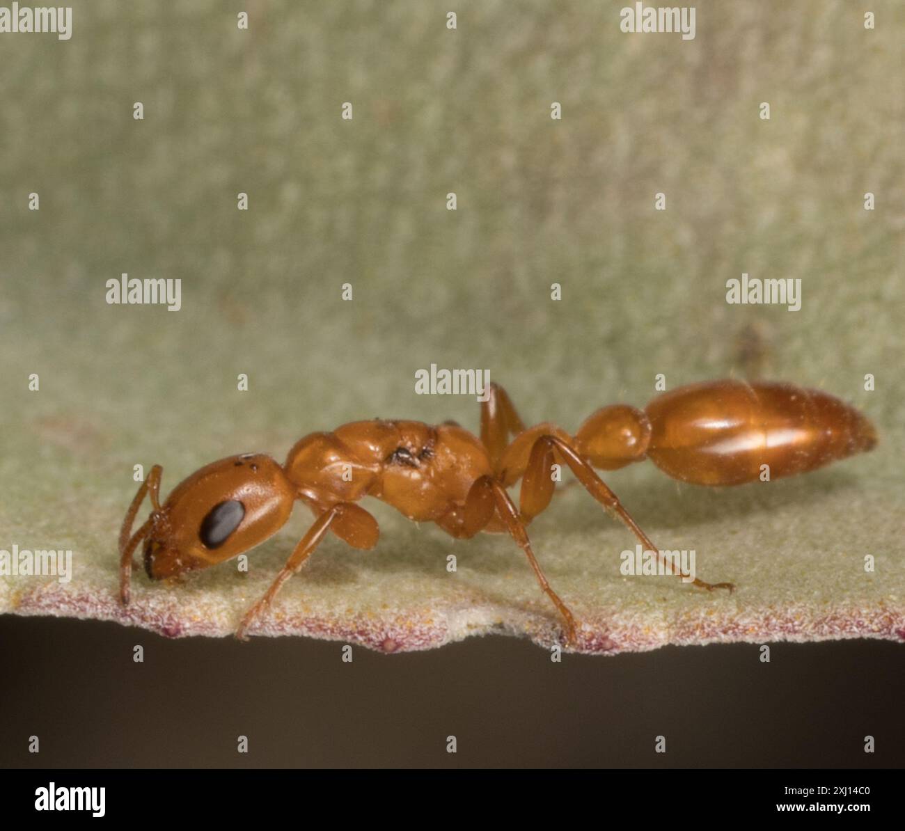 Apache Ant Hi Res Stock Photography And Images Alamy