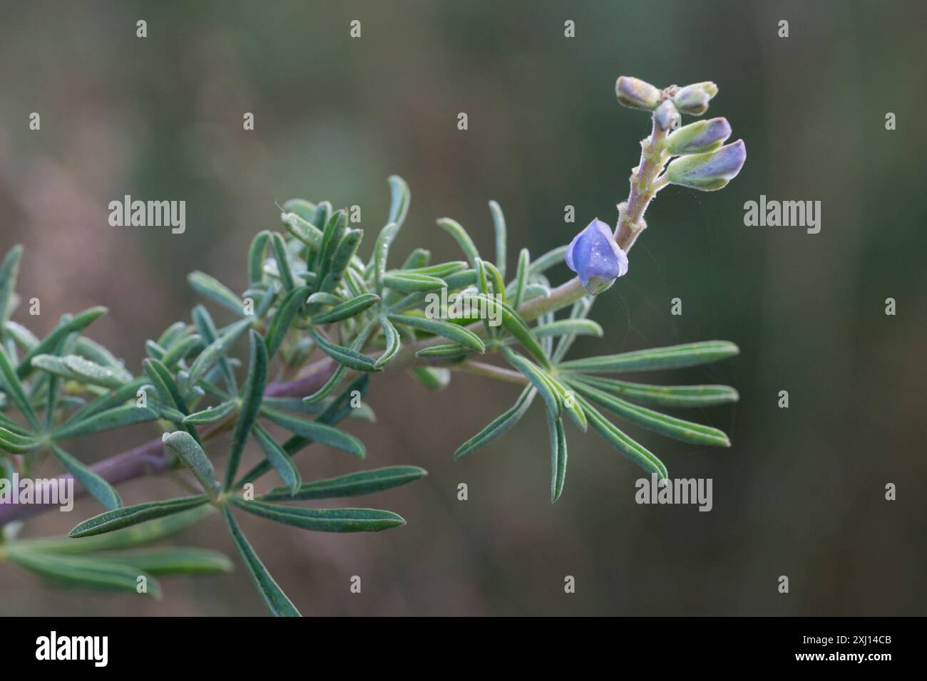 Bush Lupine complex (Lupinus albifrons) Plantae Stock Photo - Alamy