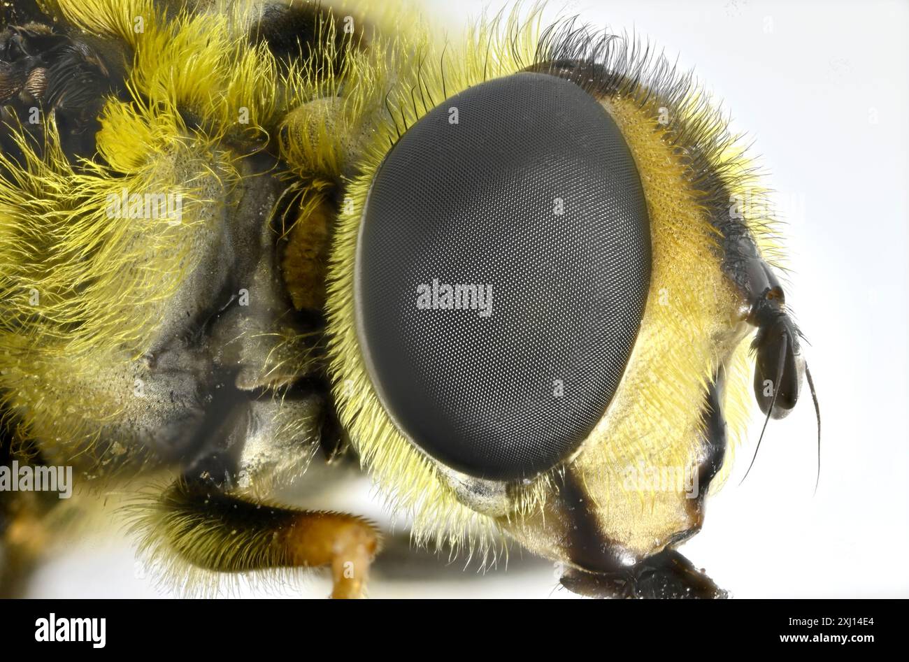 Macro image of a hoverfly (Myathropa florea) female, showing detail of ...