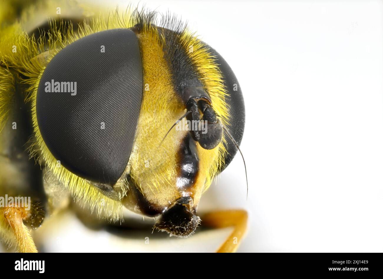 Insect anatomy hi-res stock photography and images - Alamy