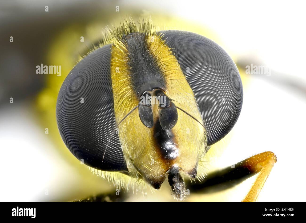 Macro image of a hoverfly (Myathropa florea) female, showing detail of ...