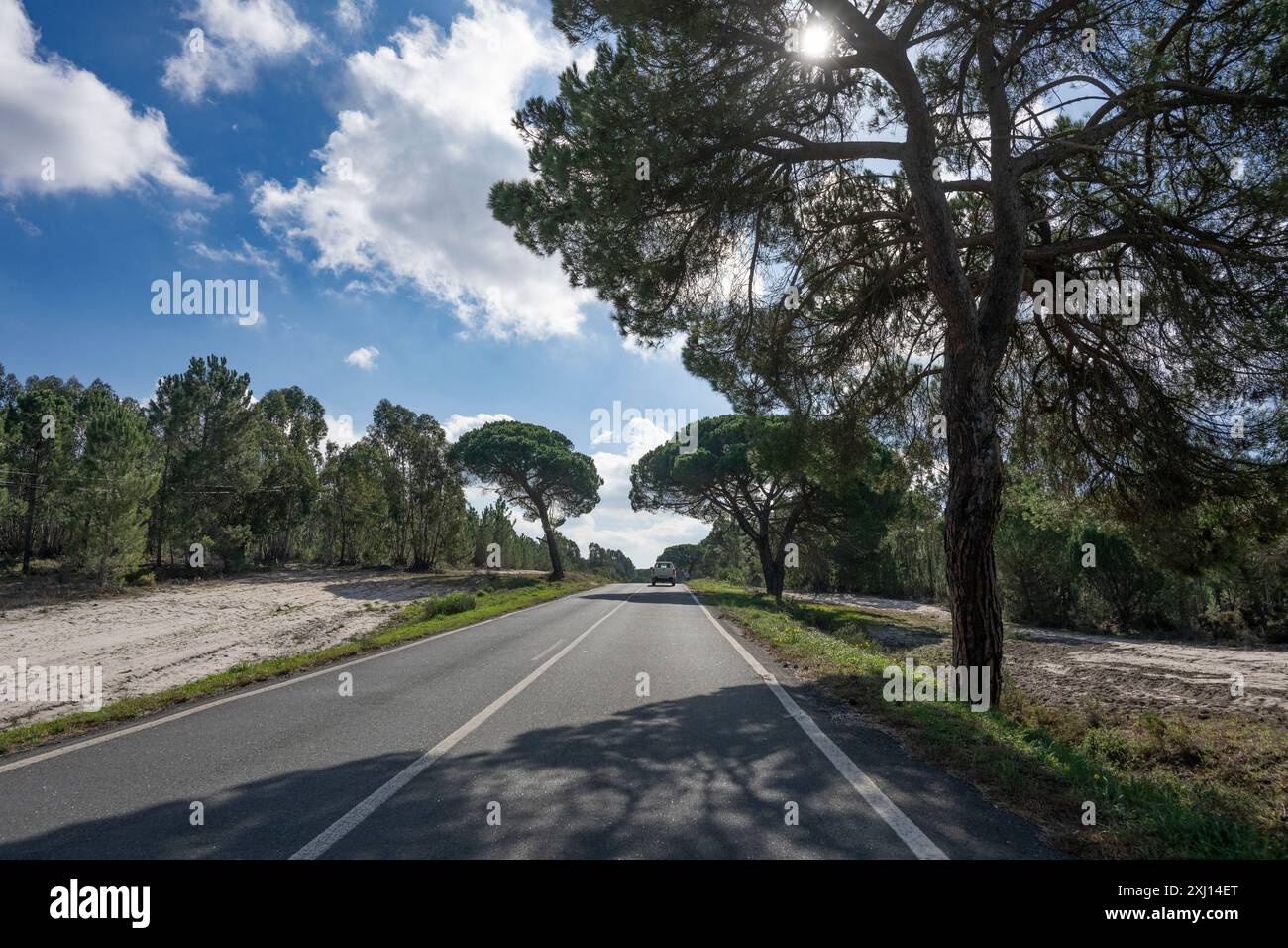 Tree lined road in Comporta that is a freguesia and village in the ...