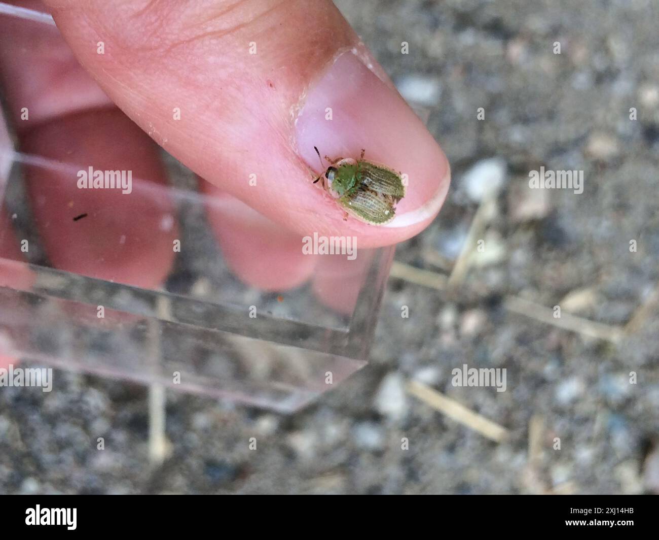 Eggplant Tortoise Beetle (Gratiana pallidula) Insecta Stock Photo - Alamy