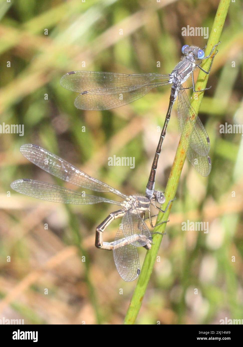 Black Spreadwing (Lestes stultus) Insecta Stock Photo - Alamy
