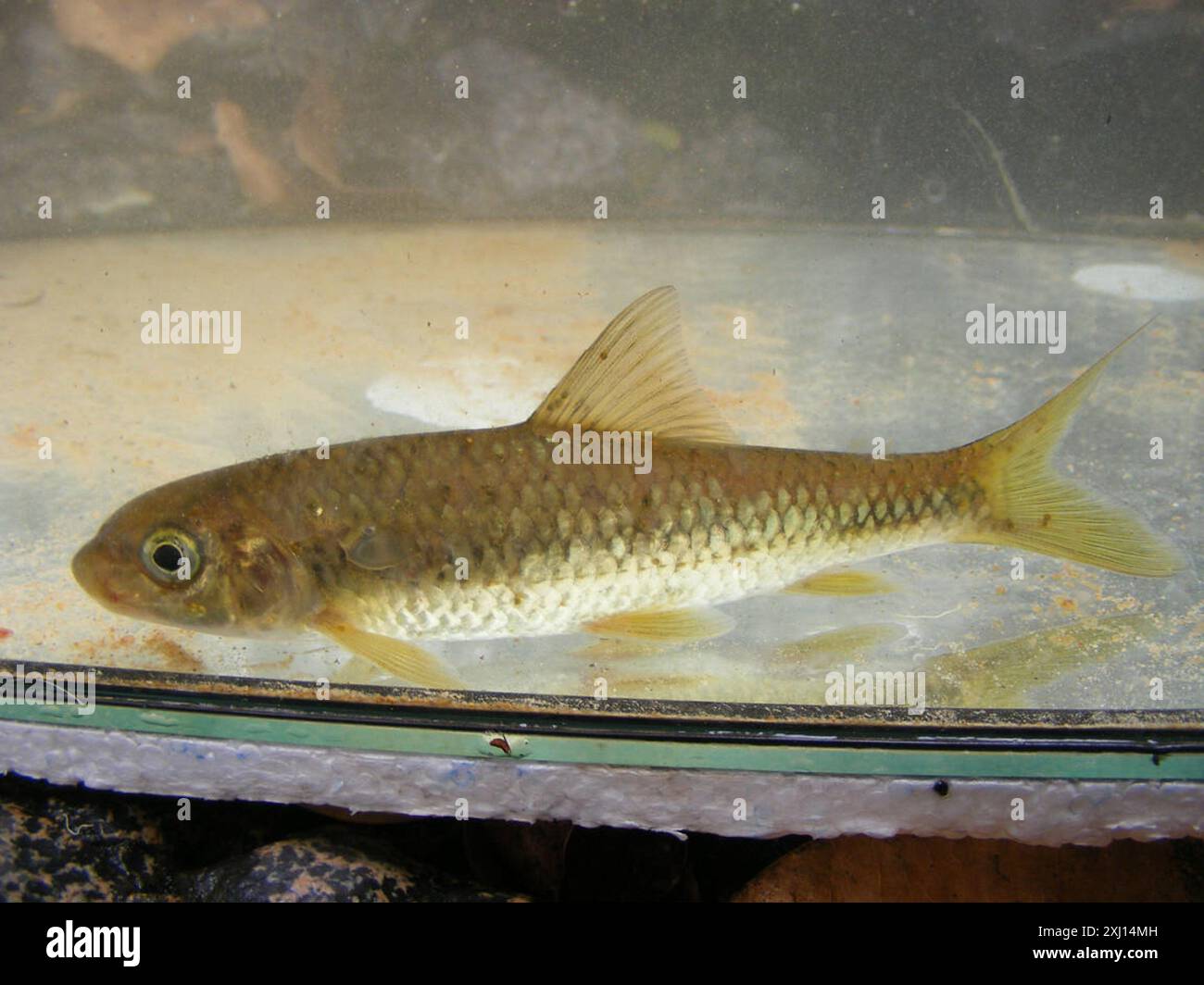 (Labeobarbus nelspruitensis) Actinopterygii Stock Photo - Alamy