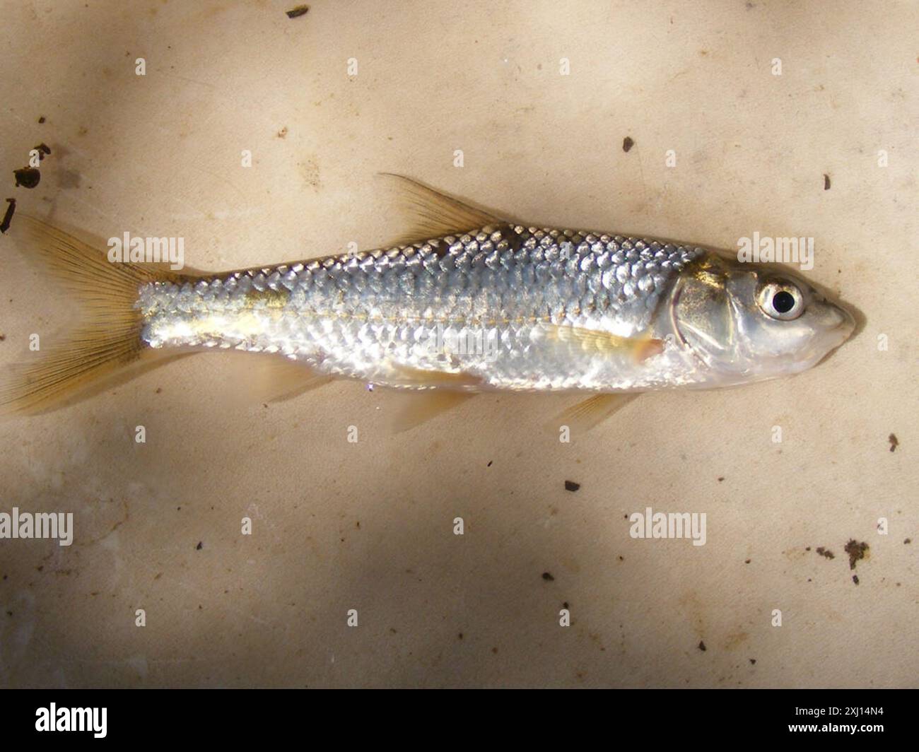 Kwazulu-natal Yellowfish (Labeobarbus natalensis) Actinopterygii Stock ...