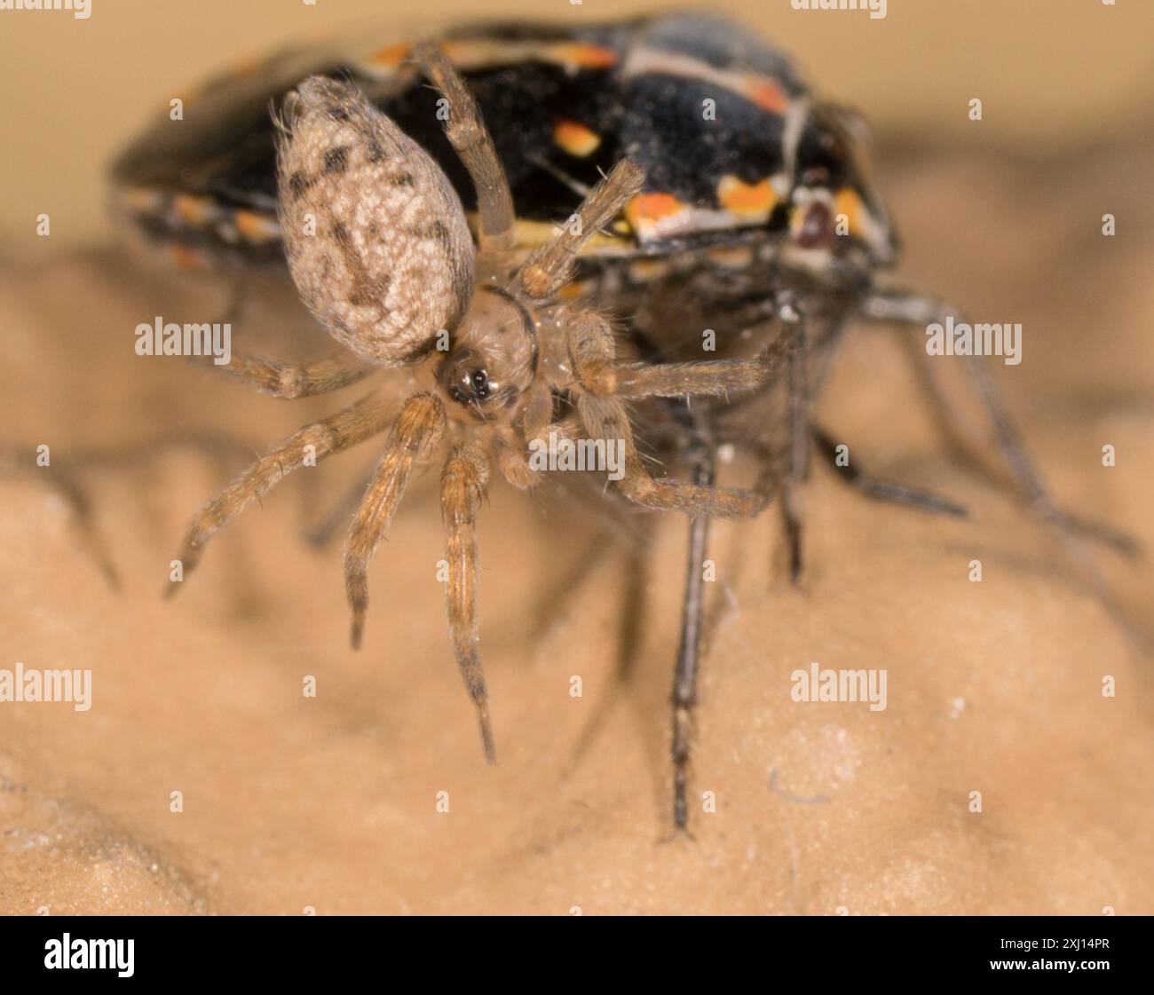 Oecobius navus hi-res stock photography and images - Alamy