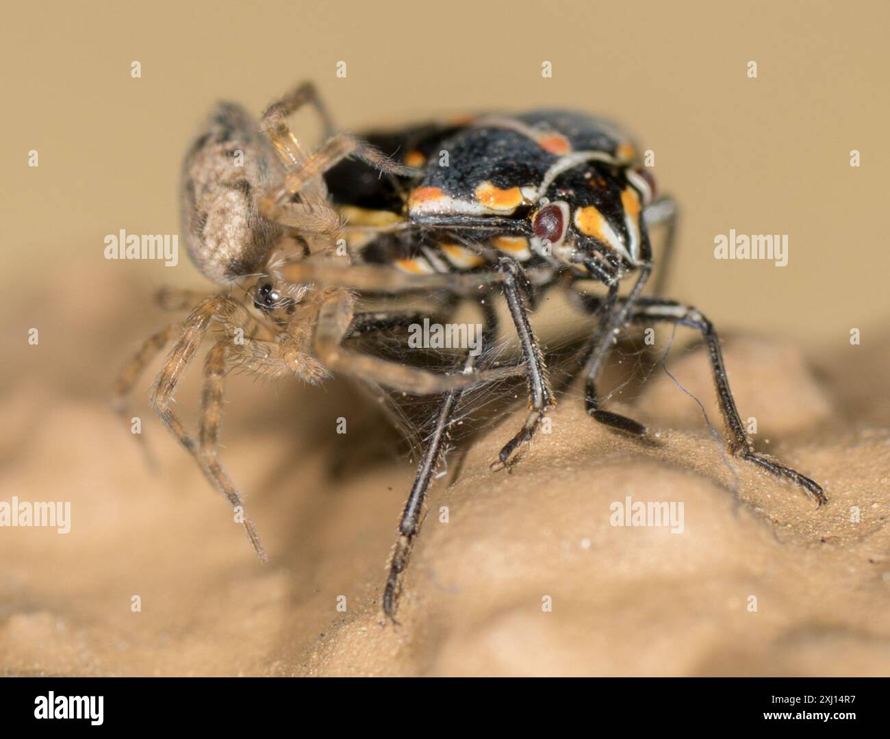 Oecobius navus hi-res stock photography and images - Alamy