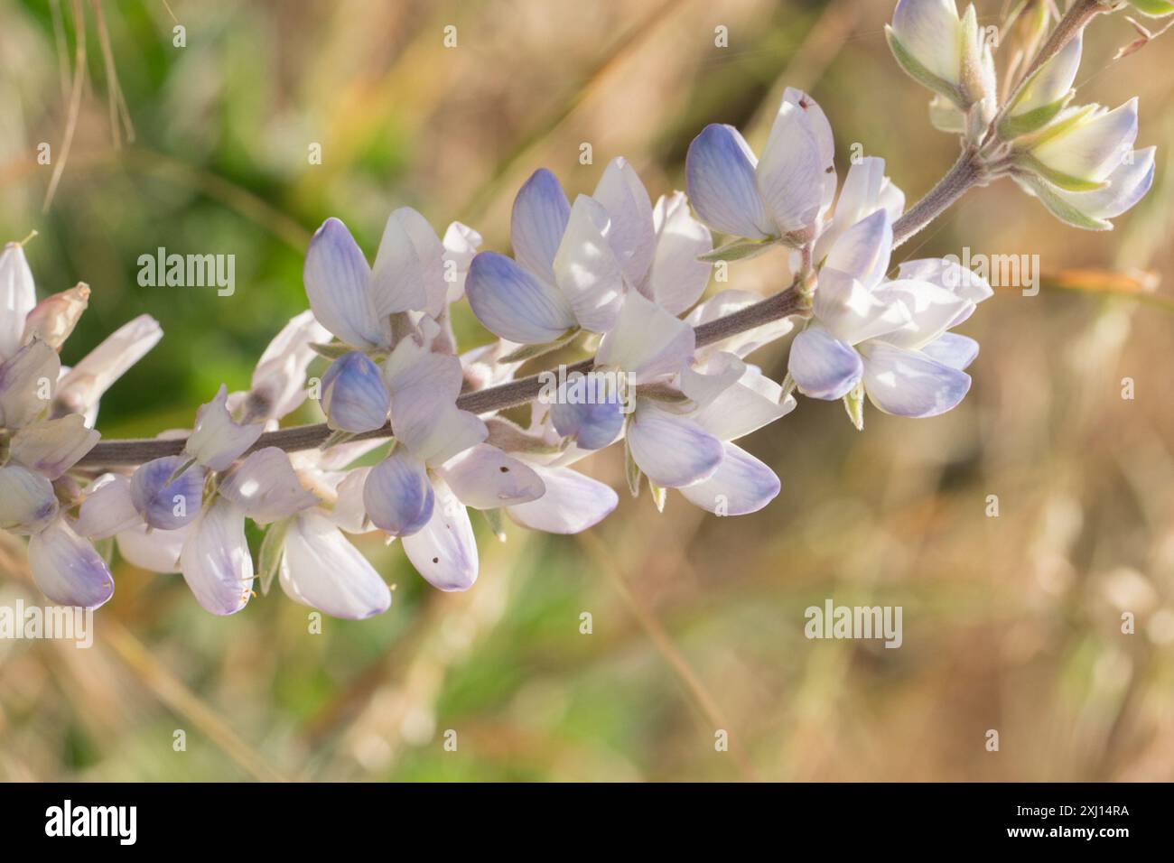 Lupinus longifolius hi-res stock photography and images - Alamy