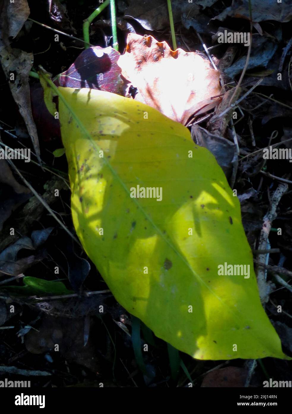 Cape Chestnut (Calodendrum capense) Plantae Stock Photo - Alamy