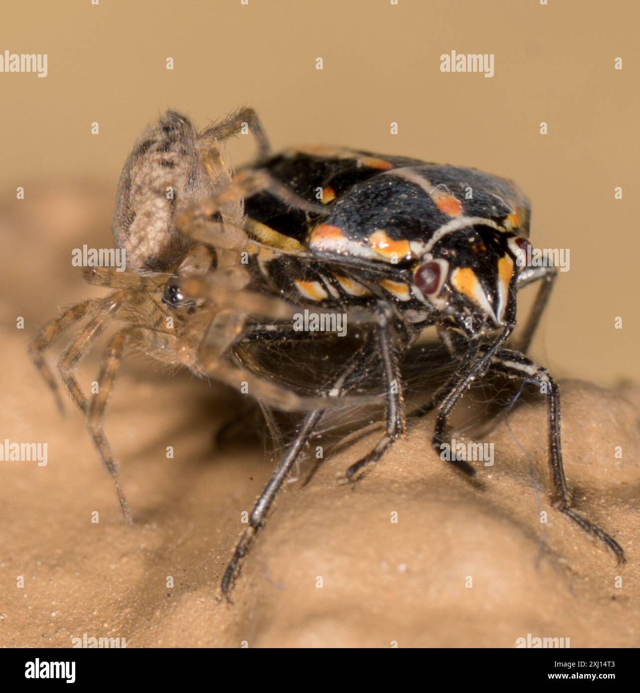 Wall Spider (Oecobius navus) Arachnida Stock Photo - Alamy